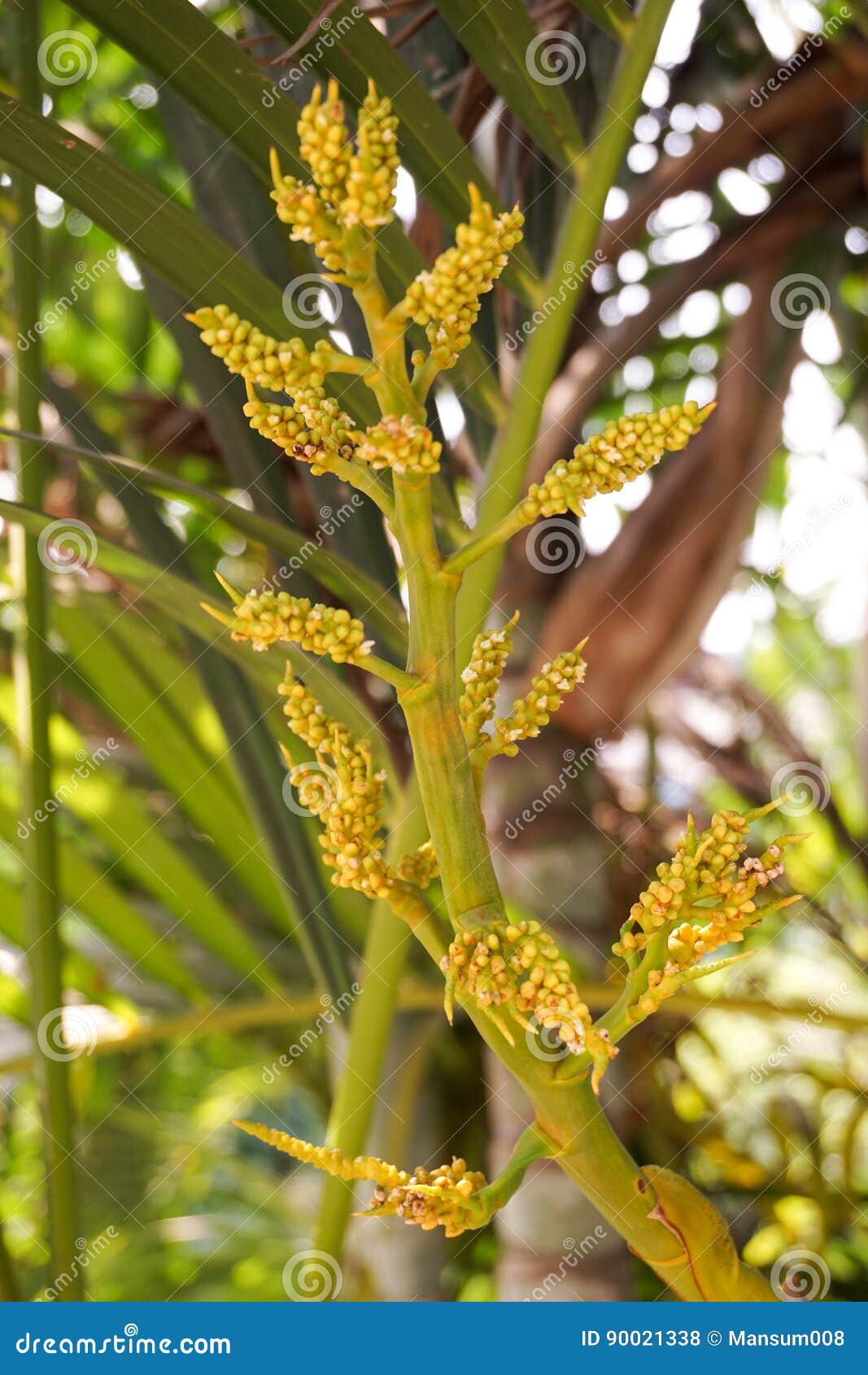 Bud palm flower stock photo. Image of blossom, agriculture - 90021338