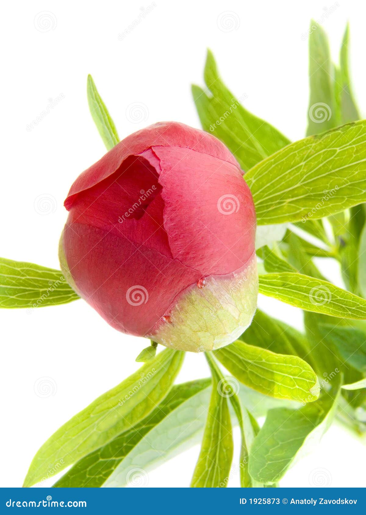 Bud of a peony stock image. Image of blooming, color, focus - 1925873