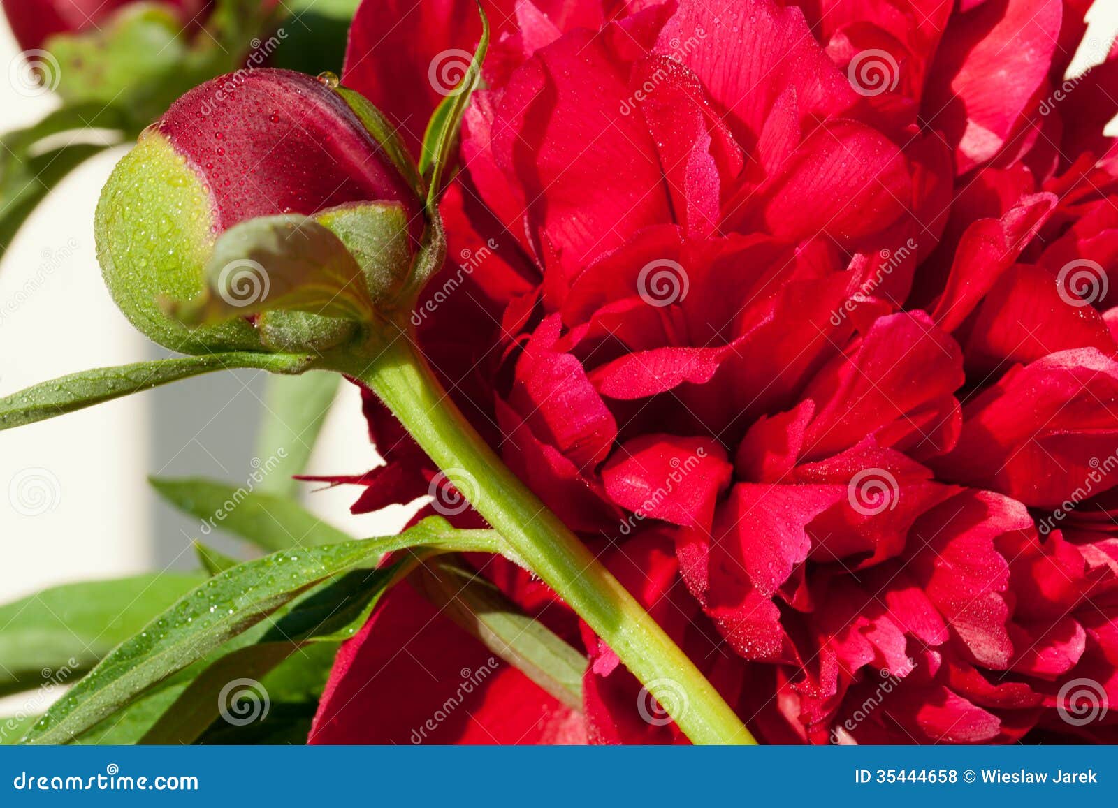 Bud of peony flower stock photo. Image of gift, fresh - 35444658