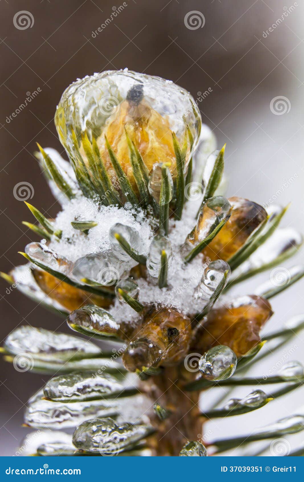 Bud of a Pine Frozen and Covered with Ice Stock Image - Image of frost ...