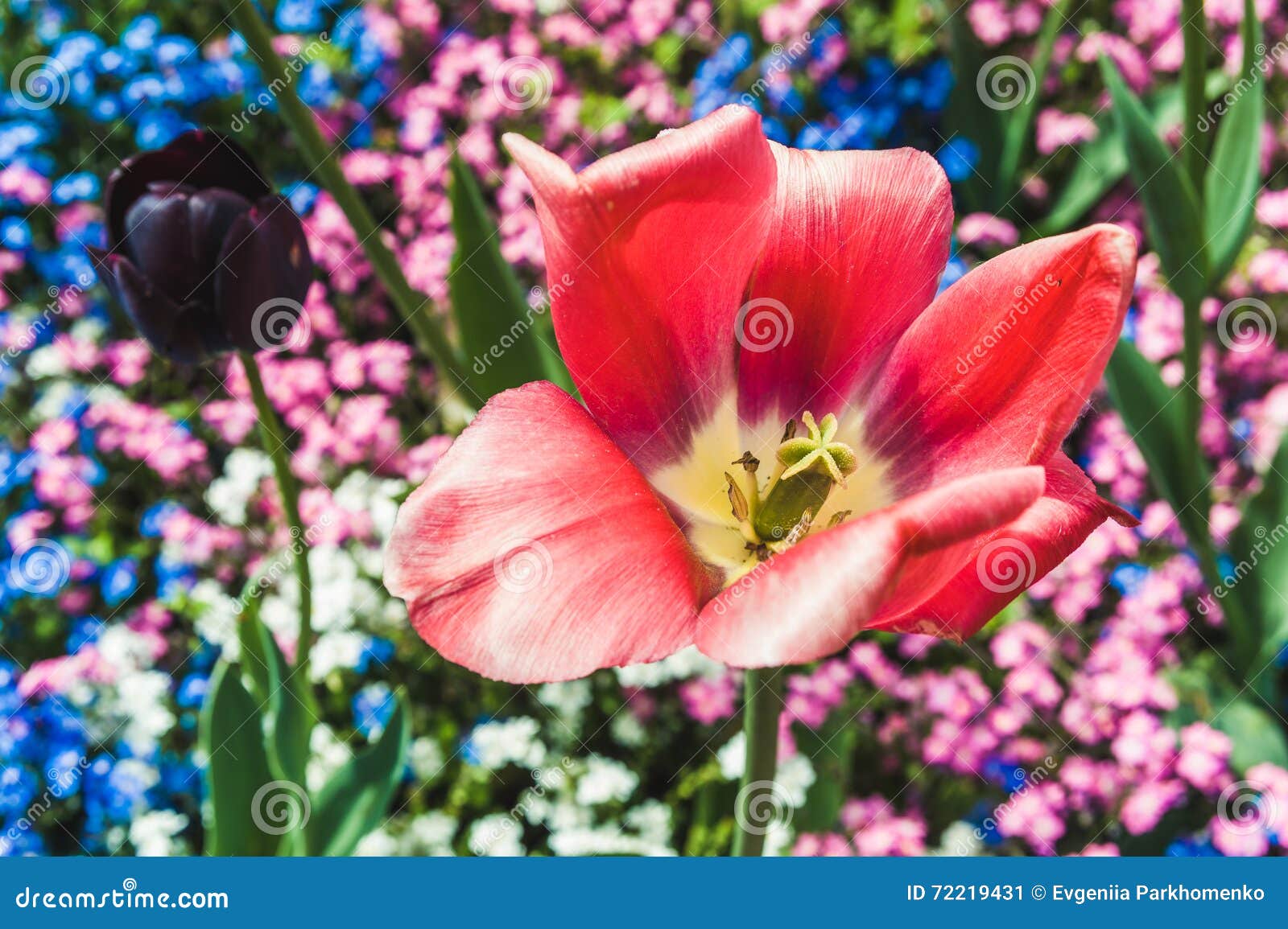 Bud Pink Tulip on Background of Blooming Forget-me-nots Stock Image ...