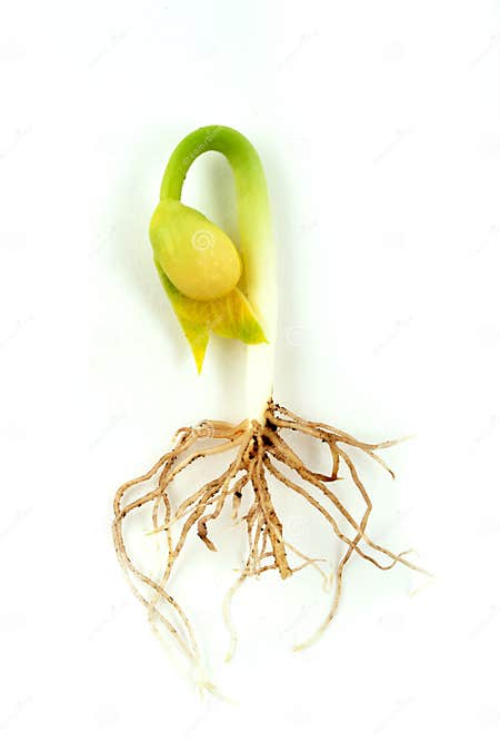 Bud plant and root stock photo. Image of growth, leaf - 8499870