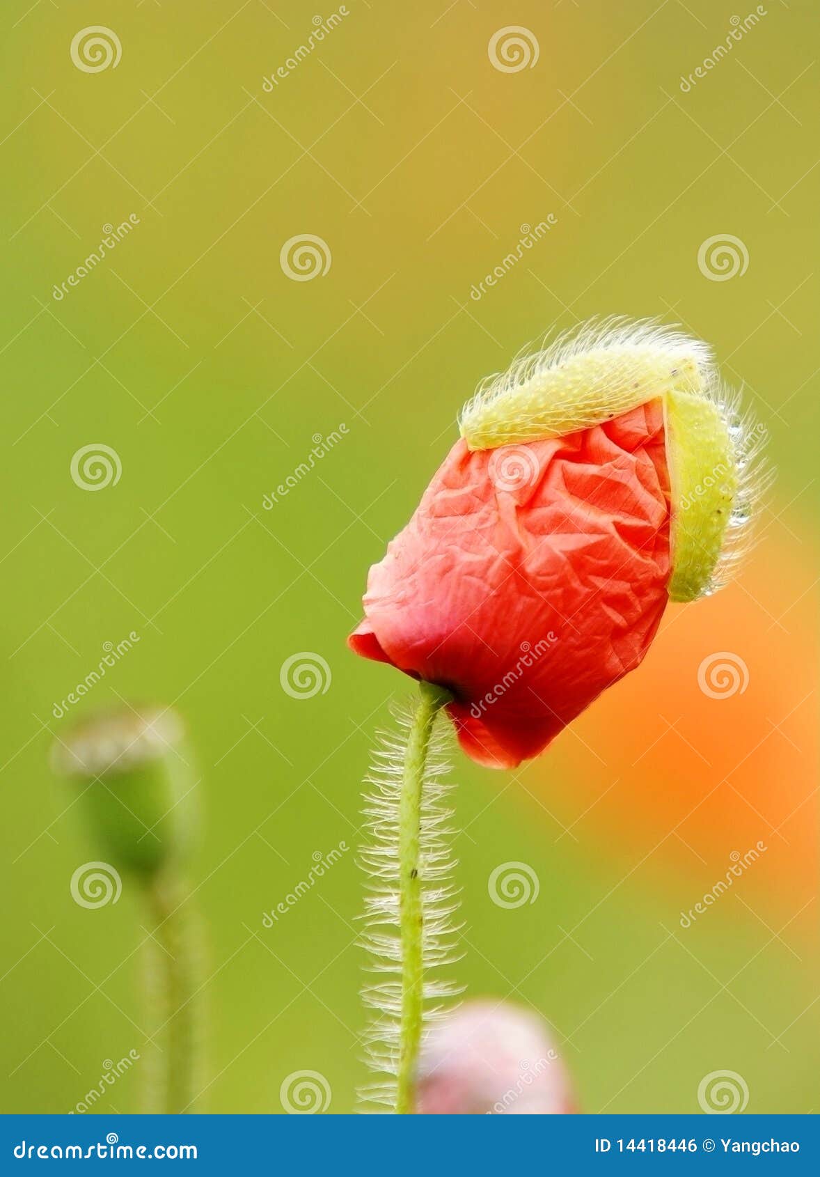 Bud of poppy stock photo. Image of poppy, plant, beginning - 14418446
