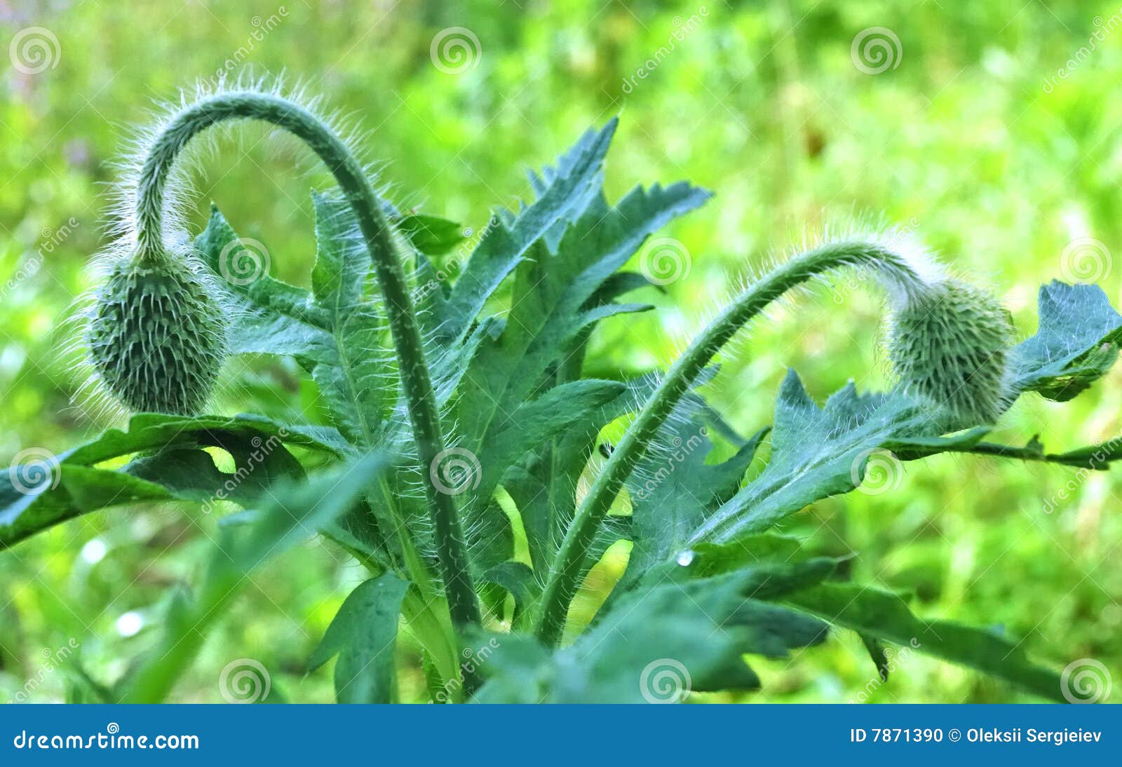 Bud of poppy stock photo. Image of immature, branch, develop - 7871390