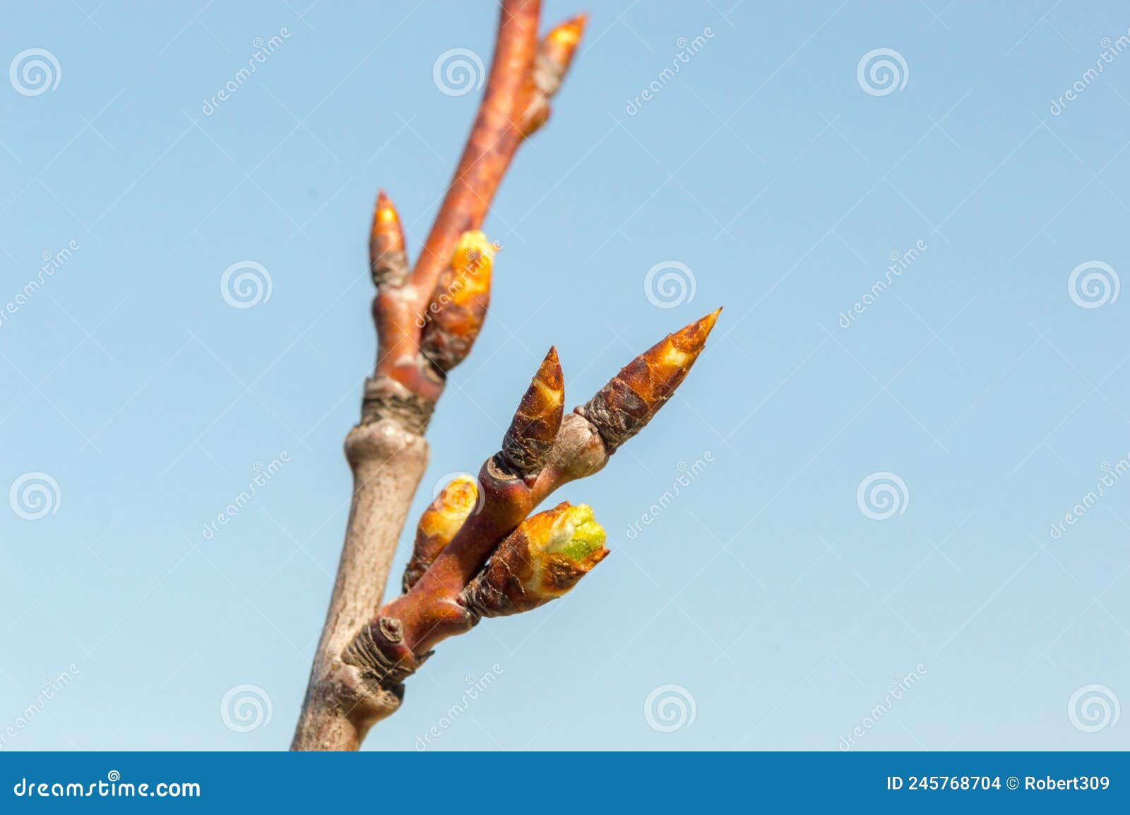 Bud of Prunus Domestica on Blue Sky Stock Photo - Image of spring ...