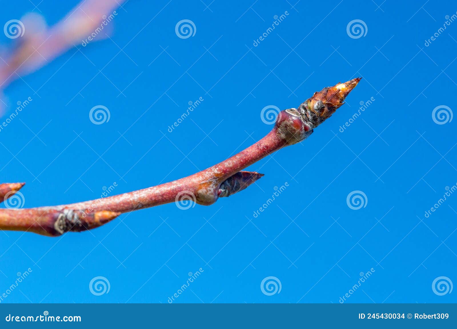 Bud of Prunus Domestica on the Tree Branch Stock Photo - Image of tree ...