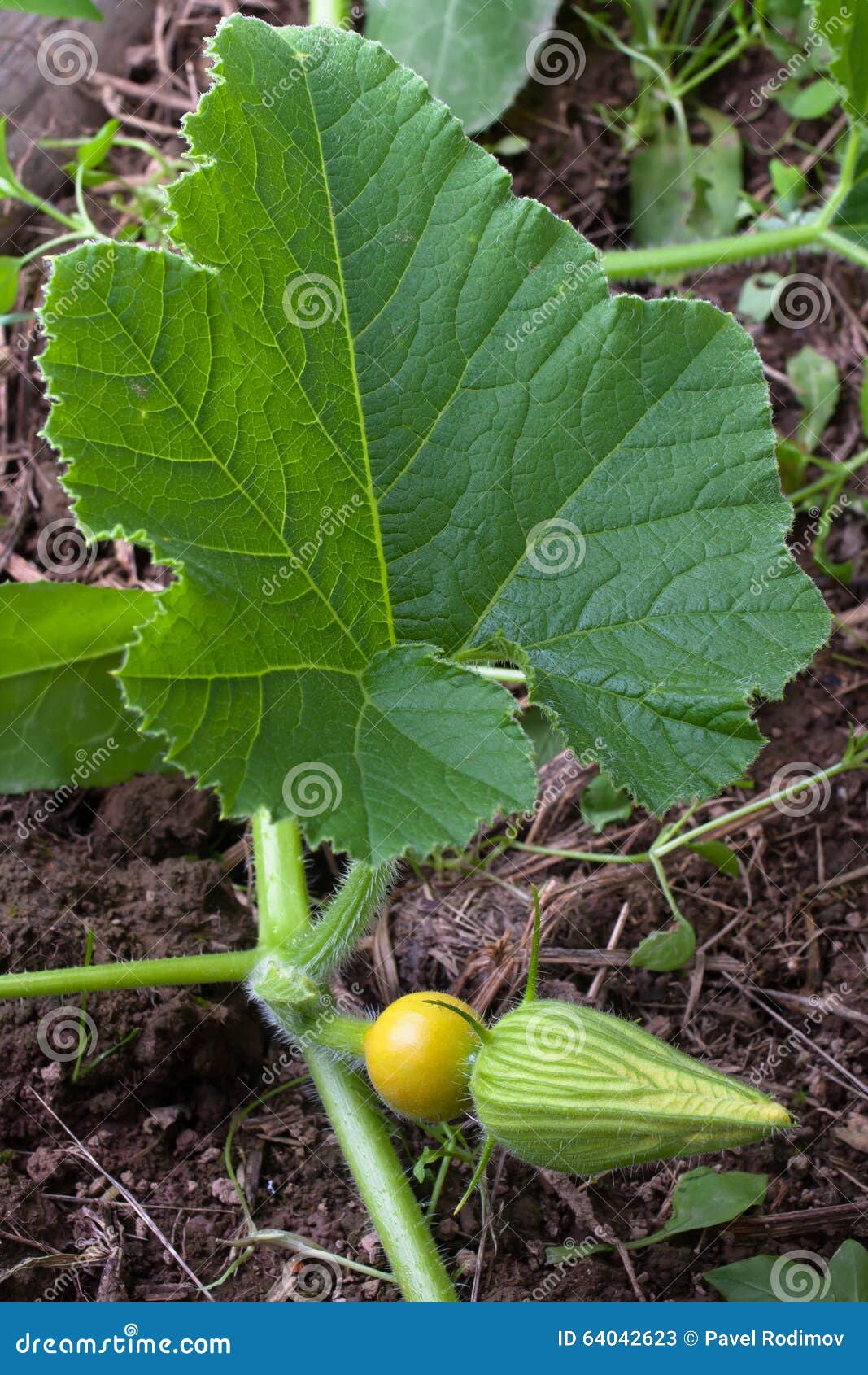 Bud of Pumpkin Flower in the Vegetable Garden Stock Image - Image of ...
