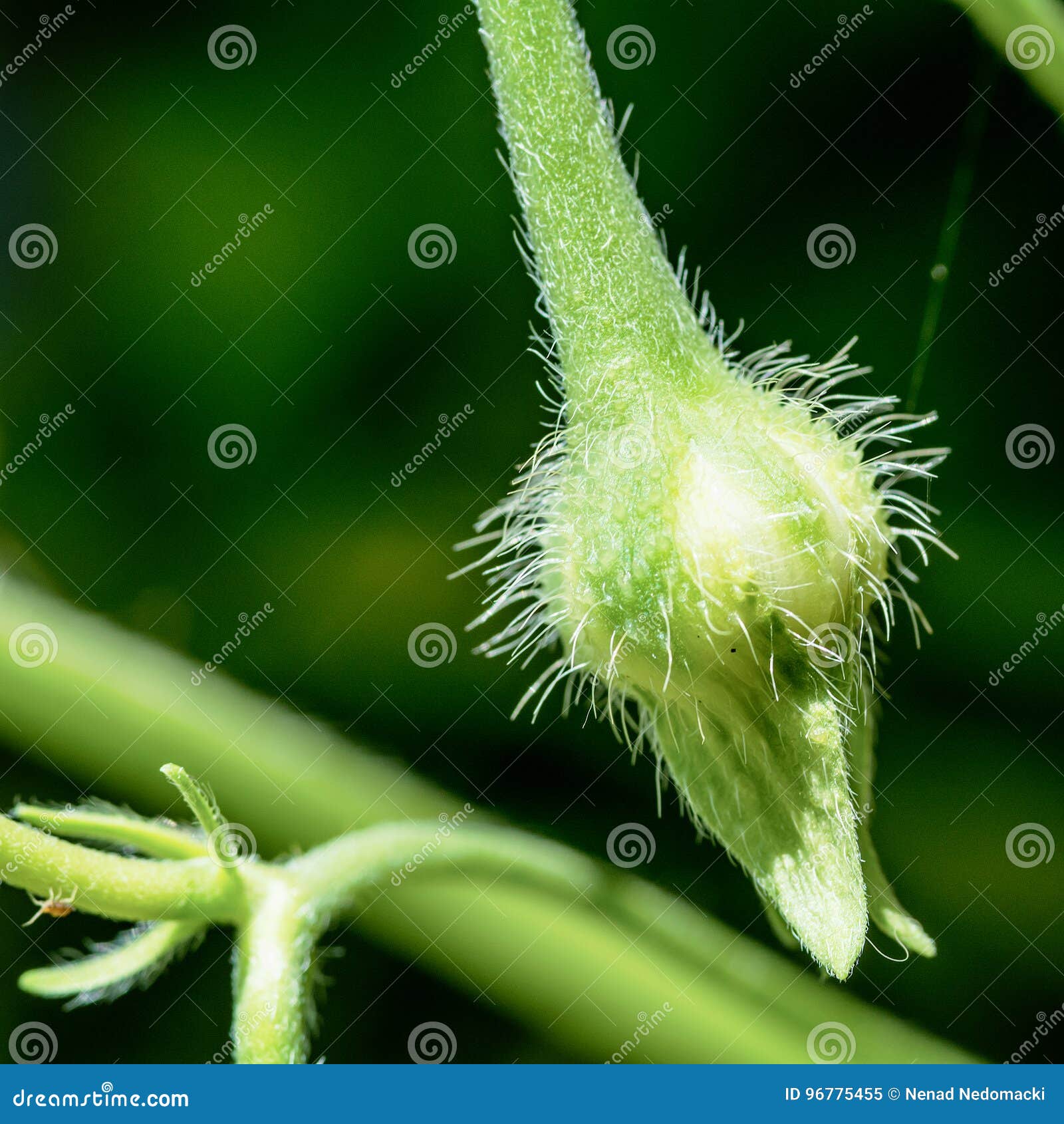 Bud of Purple Hedge Bindweed Stock Image - Image of area, blossom: 96775455