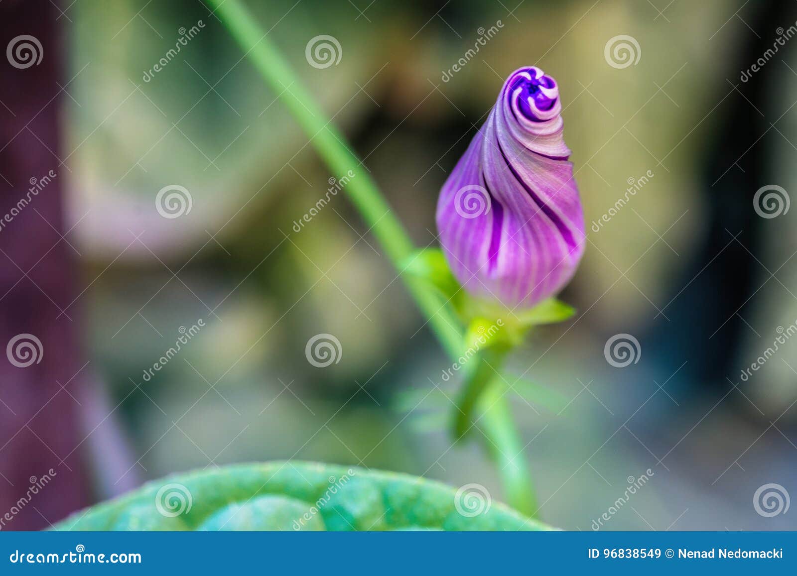 Bud of Purple Hedge Bindweed Stock Image - Image of large, garden: 96838549