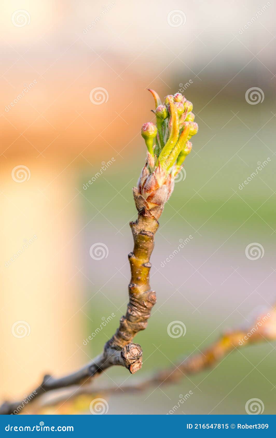 Bud of Pyrus Calleryana Chanticleer Tree in Spring Stock Image - Image ...