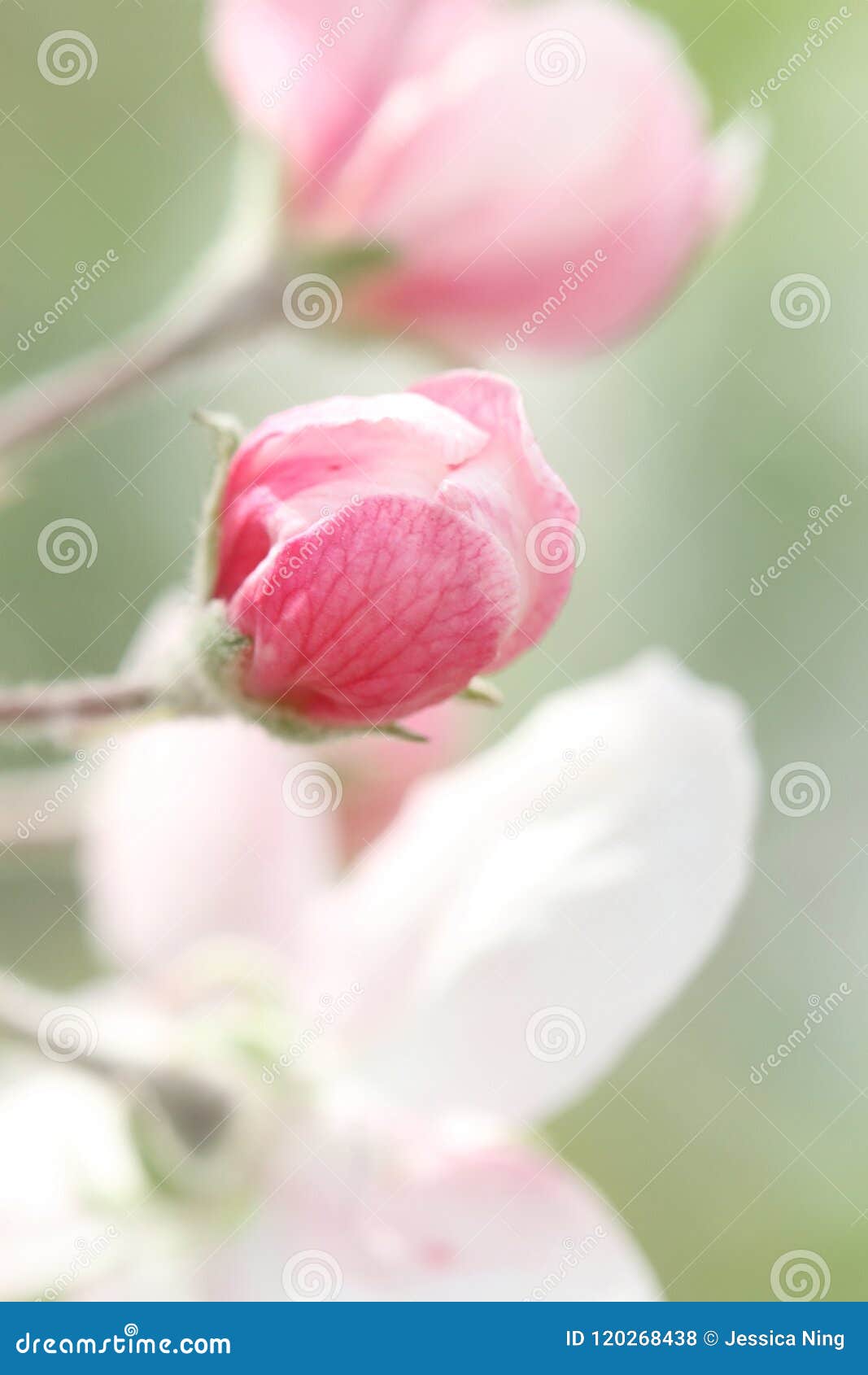 Bud of red apple flowers stock photo. Image of flowers - 120268438