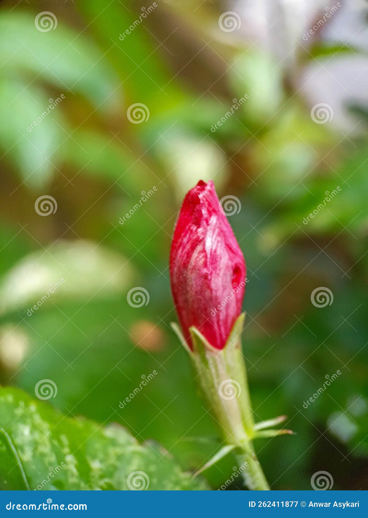 Bud of red hibiscus stock image. Image of leaf, wildflower - 262411877