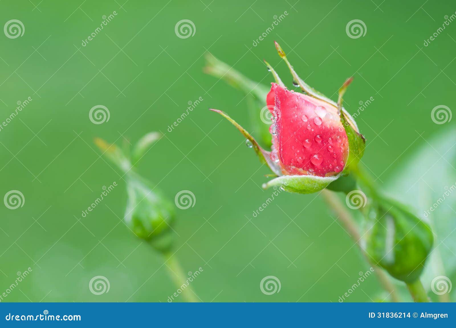 The bud of a red rose stock photo. Image of nature, leaf - 31836214