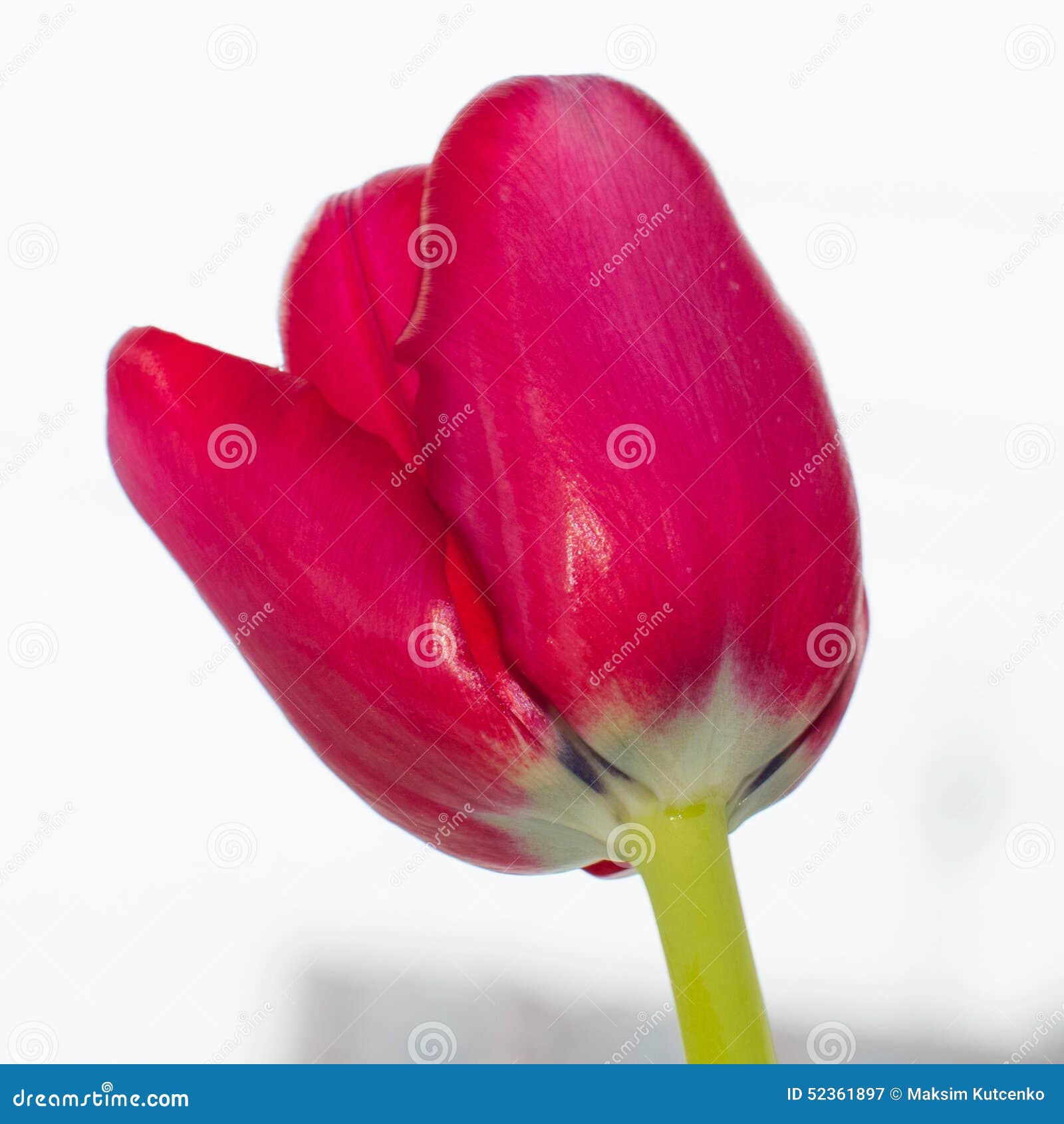Bud red tulip side view stock image. Image of detailn - 52361897