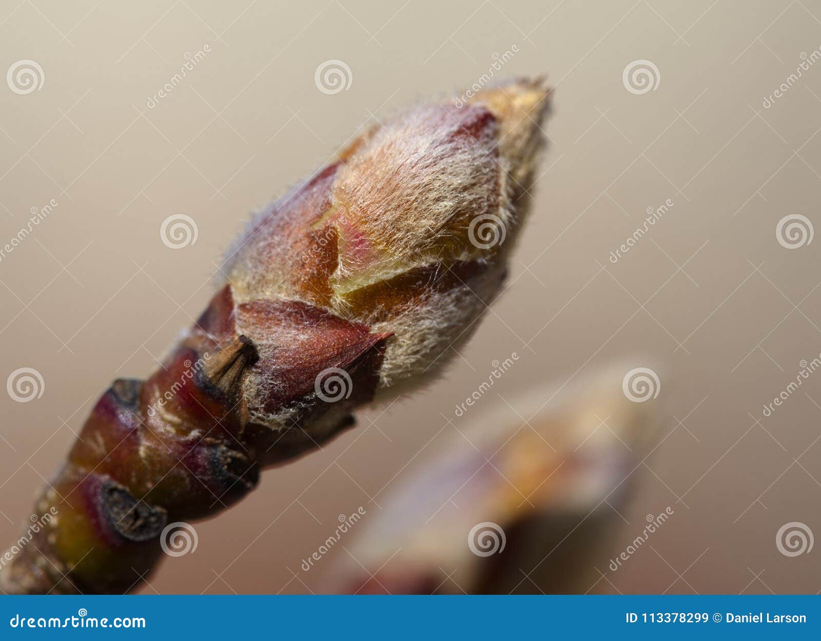 Bud on a Redspire Pear Tree Stock Image - Image of flowering, pear ...