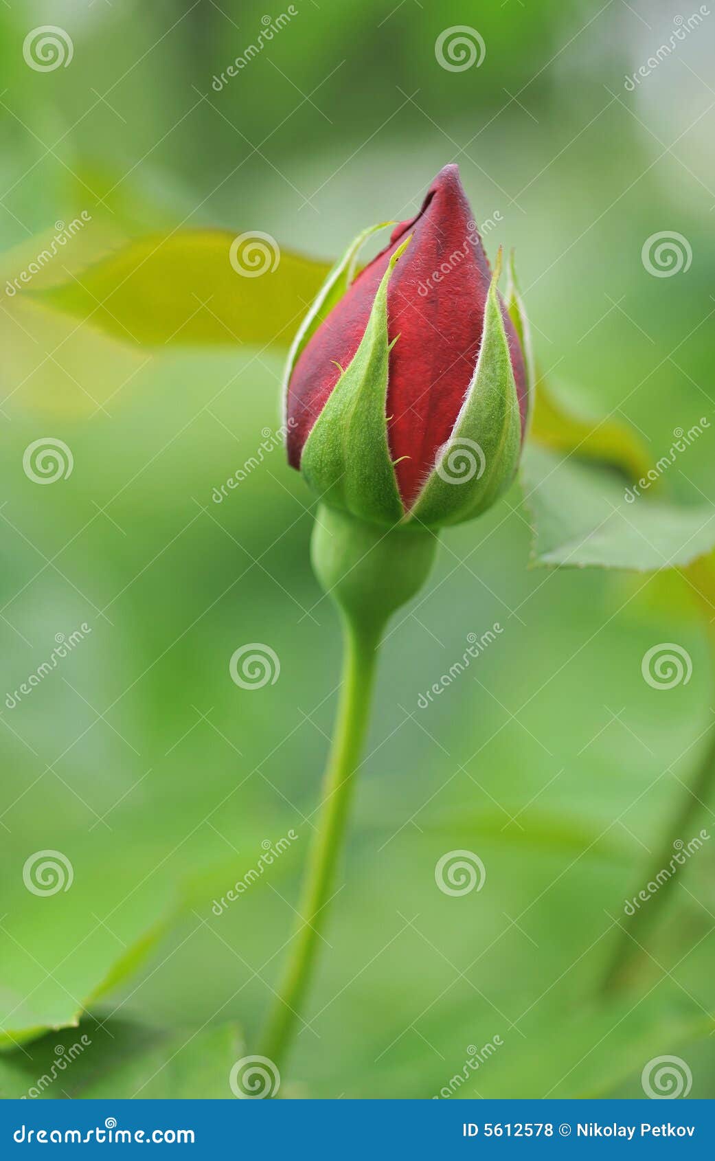 Bud of rose stock photo. Image of close, love, leaf, flower - 5612578