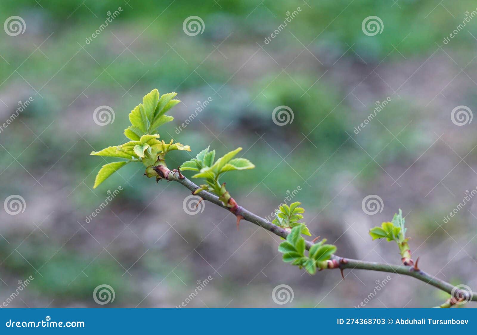 A bud on a rose branch stock image. Image of white, rose - 274368703