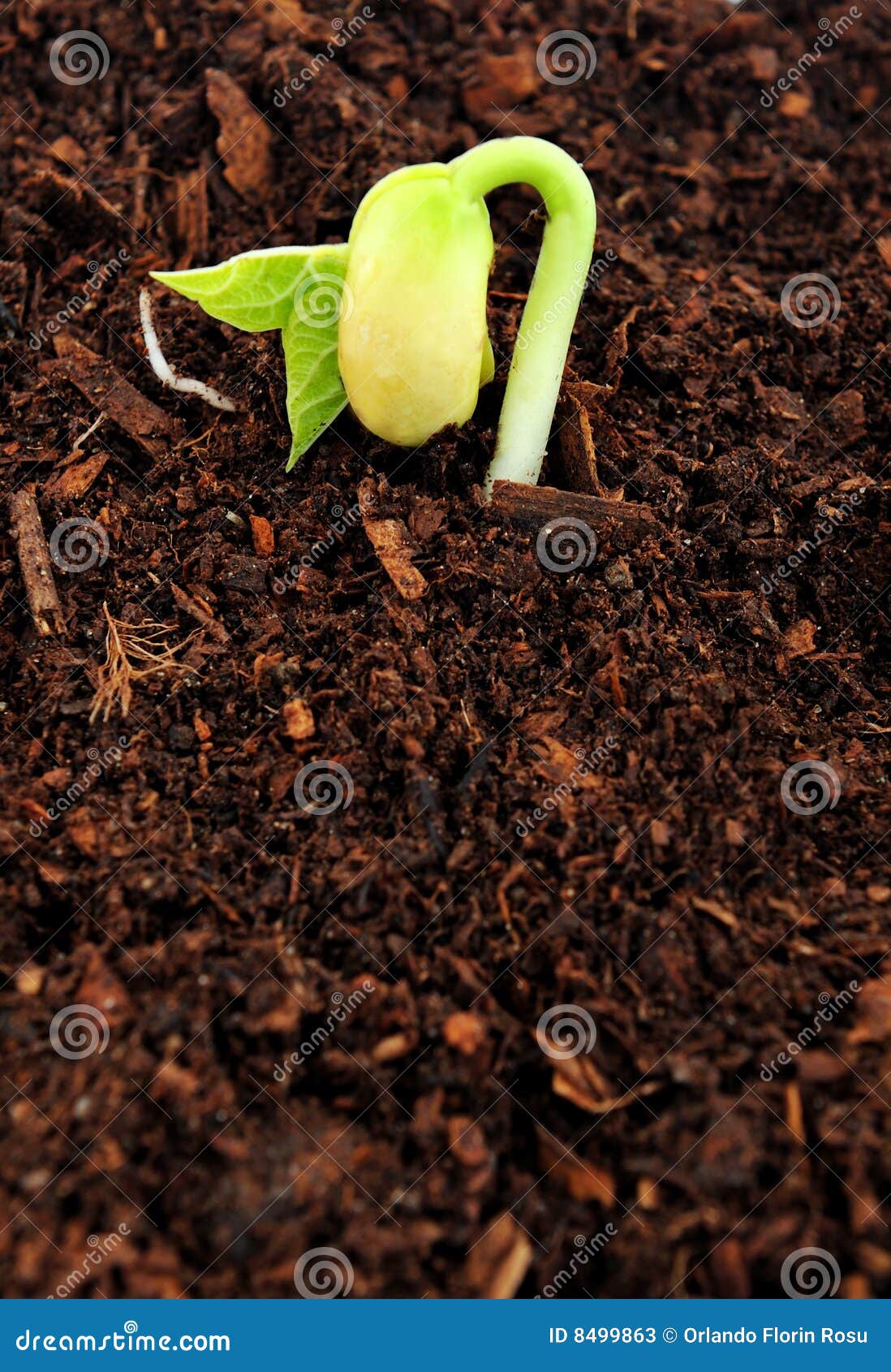 Bud seedling stock image. Image of seedling, concept, fresh - 8499863