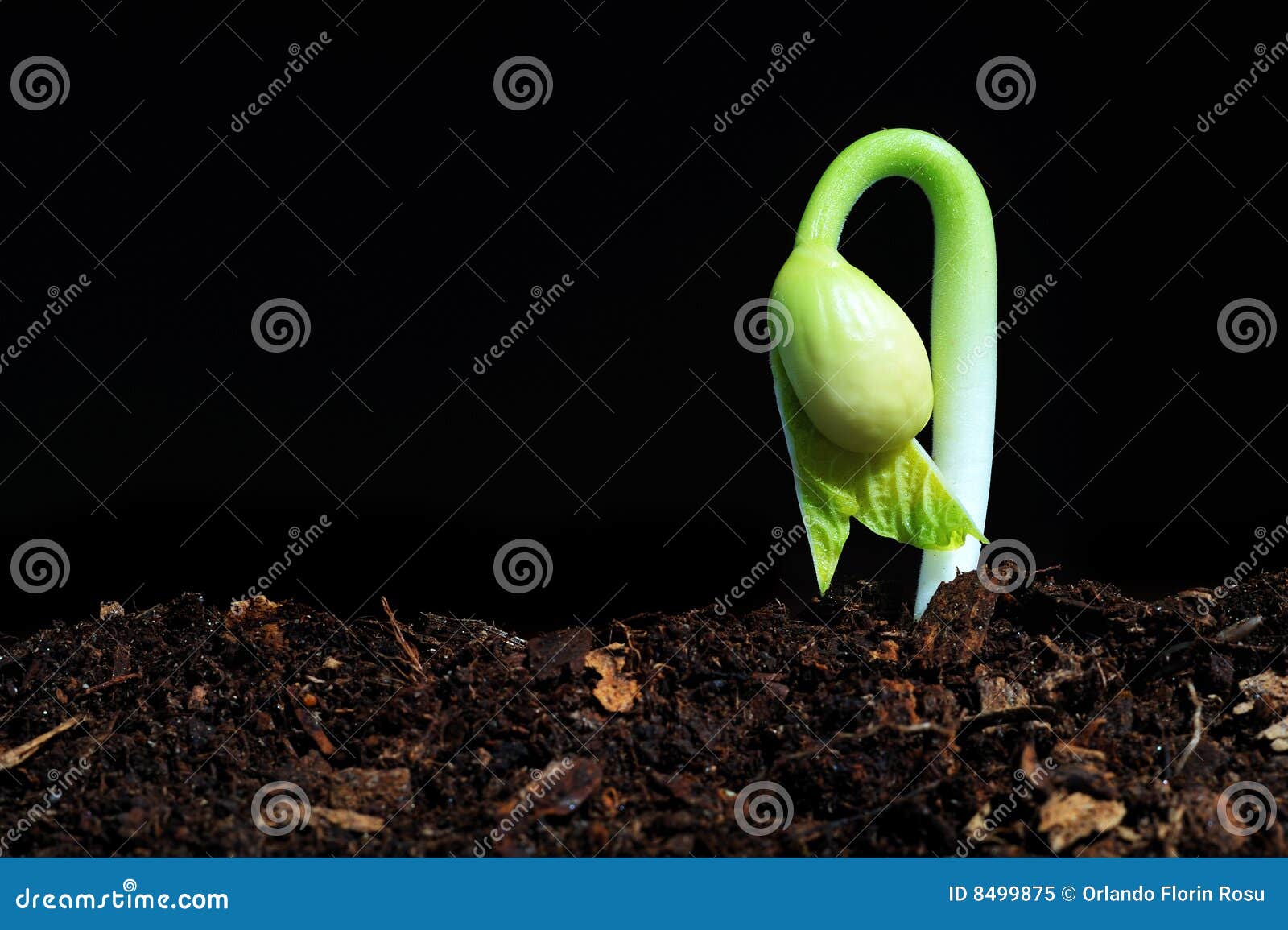 Bud seedling stock image. Image of agriculture, progress - 8499875