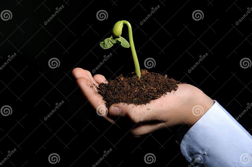 Bud seedling in hand stock image. Image of fertile, fragility - 8499985