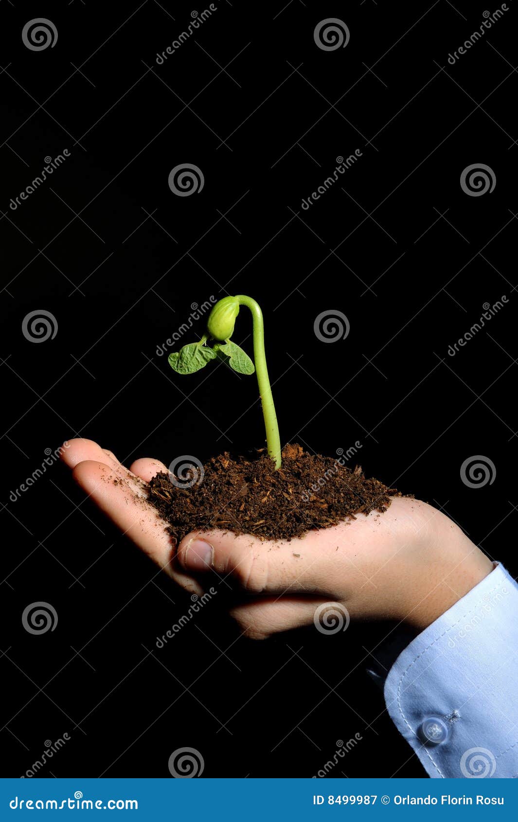 Bud seedling in hand stock image. Image of environment - 8499987