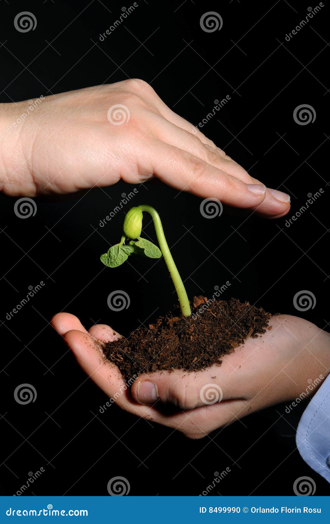 Bud seedling in hand stock photo. Image of fragility, plant - 8499990
