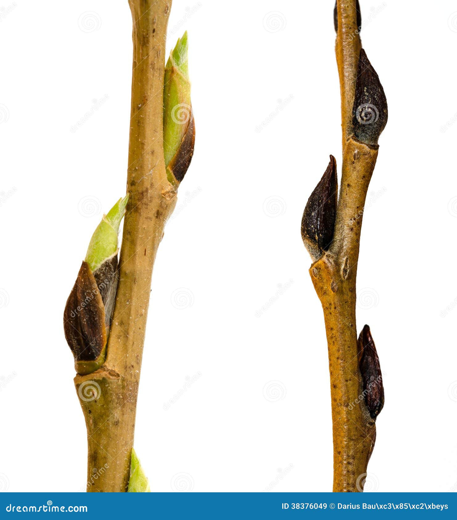 Bud set stock image. Image of willow, tree, closeup, macro - 38376049