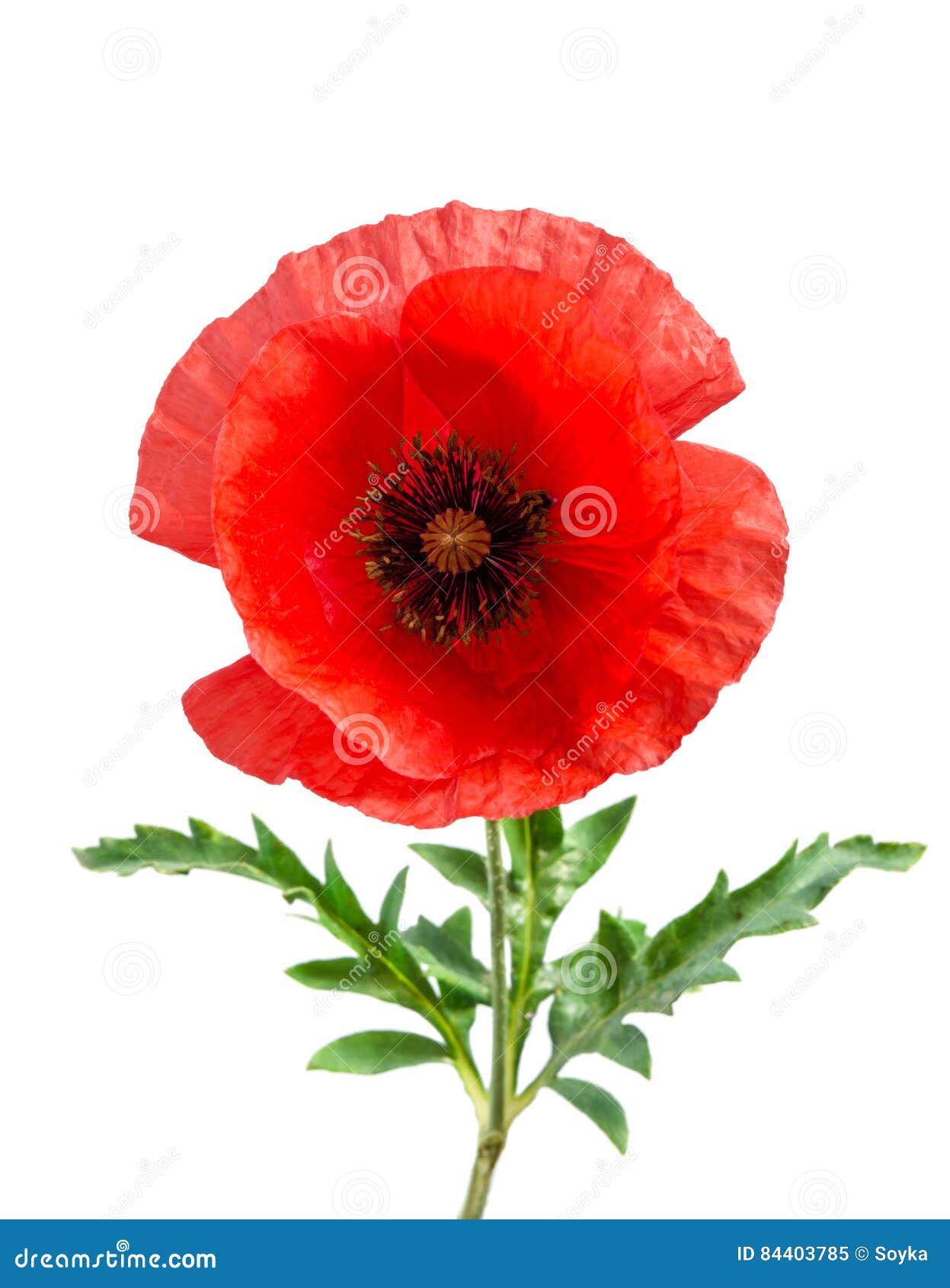 Bud of single red poppy stock image. Image of beautiful - 84403785