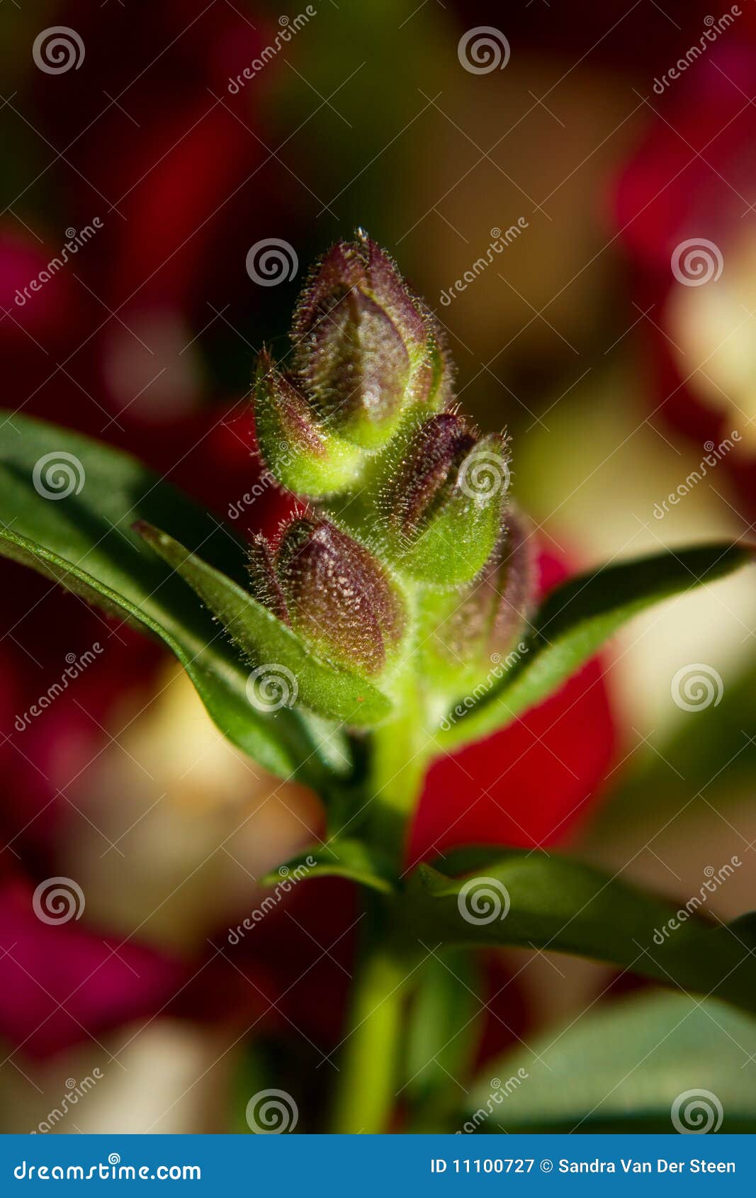 Bud of snapdragon flower stock image. Image of pollen - 11100727