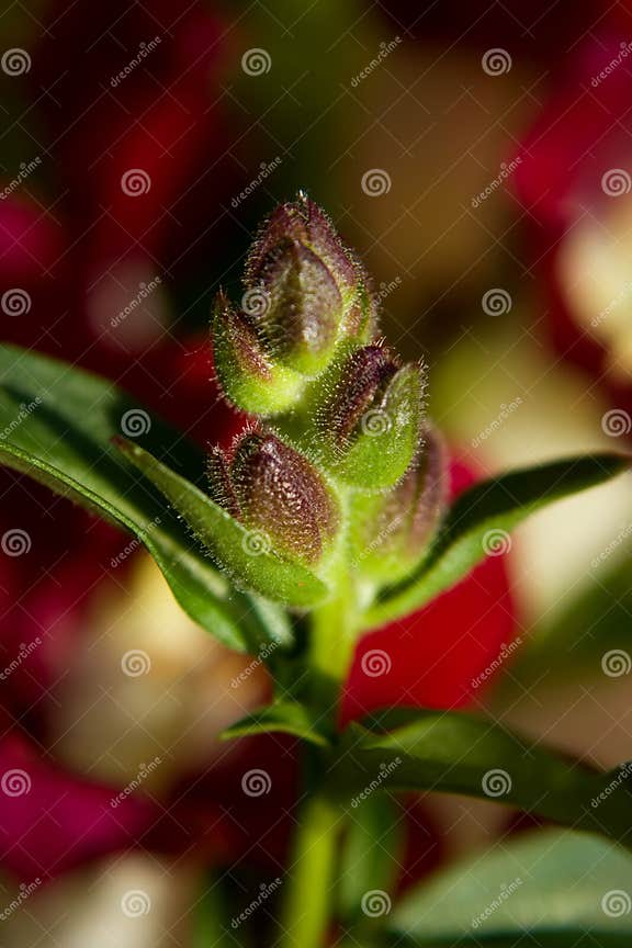 Bud of snapdragon flower stock image. Image of pollen - 11100727