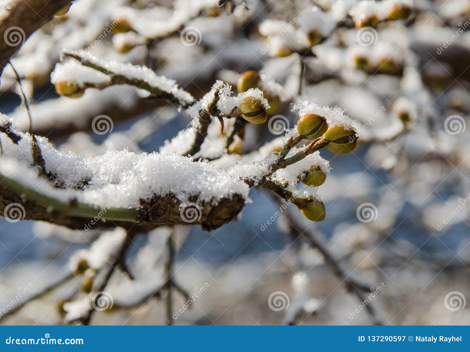 Bud and snow stock image. Image of crystal, twig, cover - 137290597