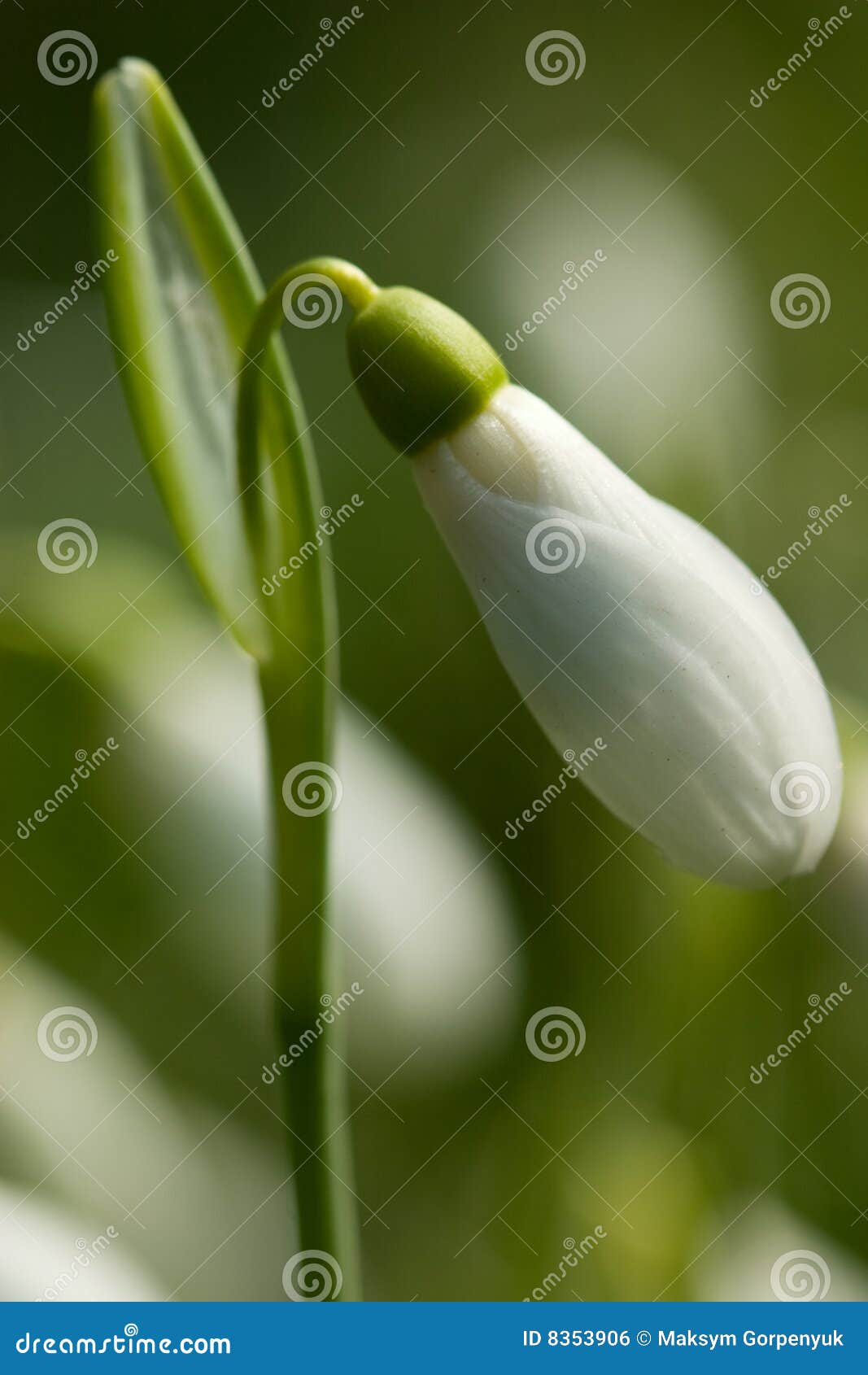 Bud of snowdrop flower stock photo. Image of blossom, blooming - 8353906
