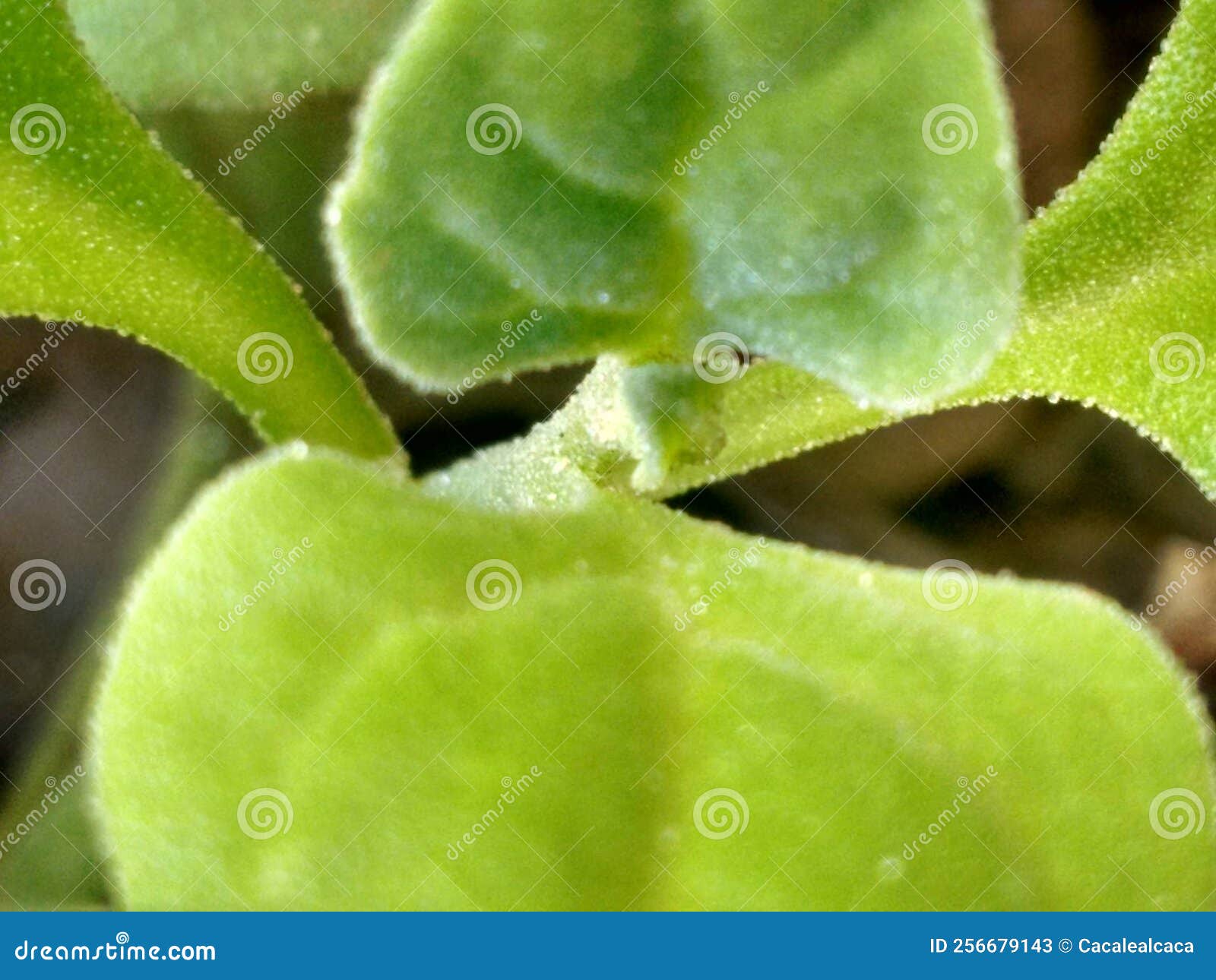 A Bud of the Spinach or Spinacia Oleracea, a Small Pointed Lump that ...