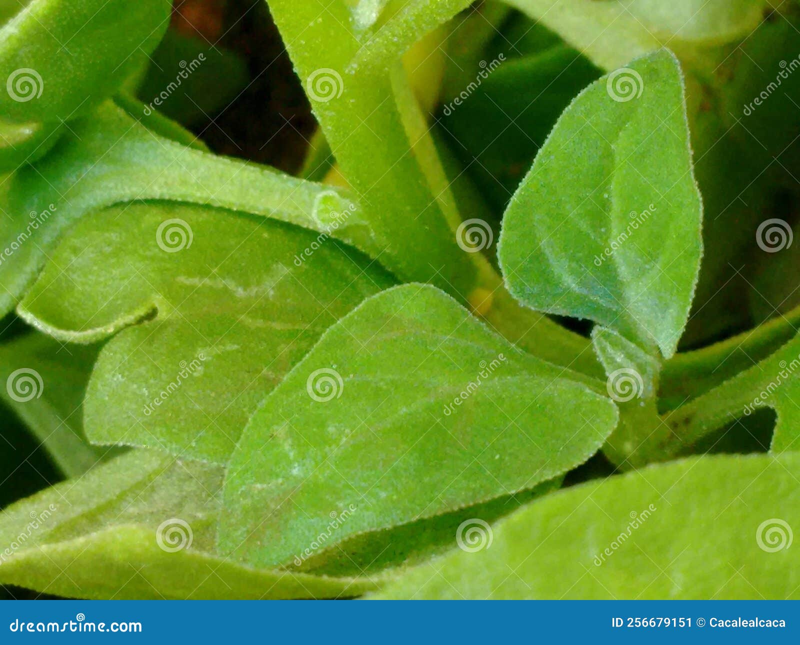 A Bud of the Spinach or Spinacia Oleracea, a Small Pointed Lump that ...