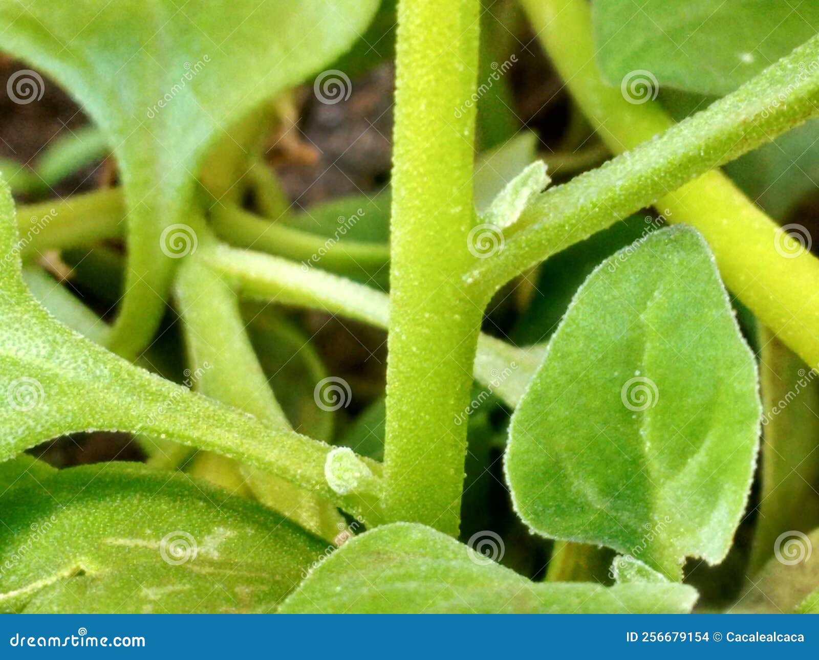 A Bud of the Spinach or Spinacia Oleracea, a Small Pointed Lump that ...