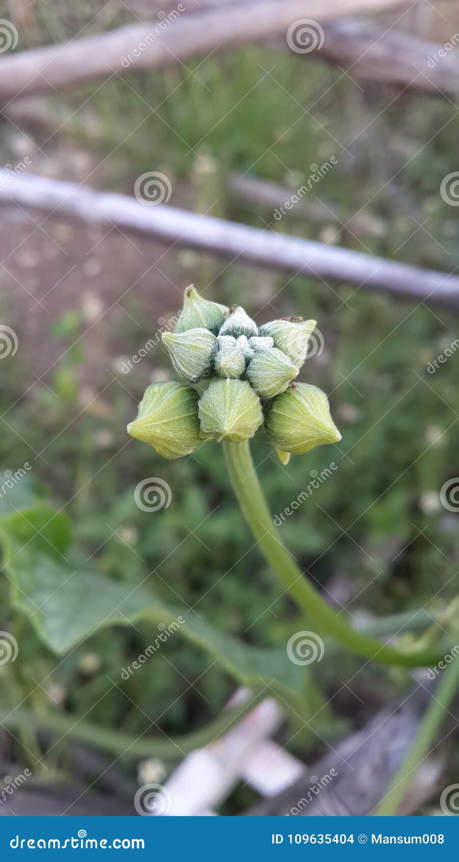 Bud Sponge Gourd Flower in Garden Stock Photo - Image of fresh, outdoor ...
