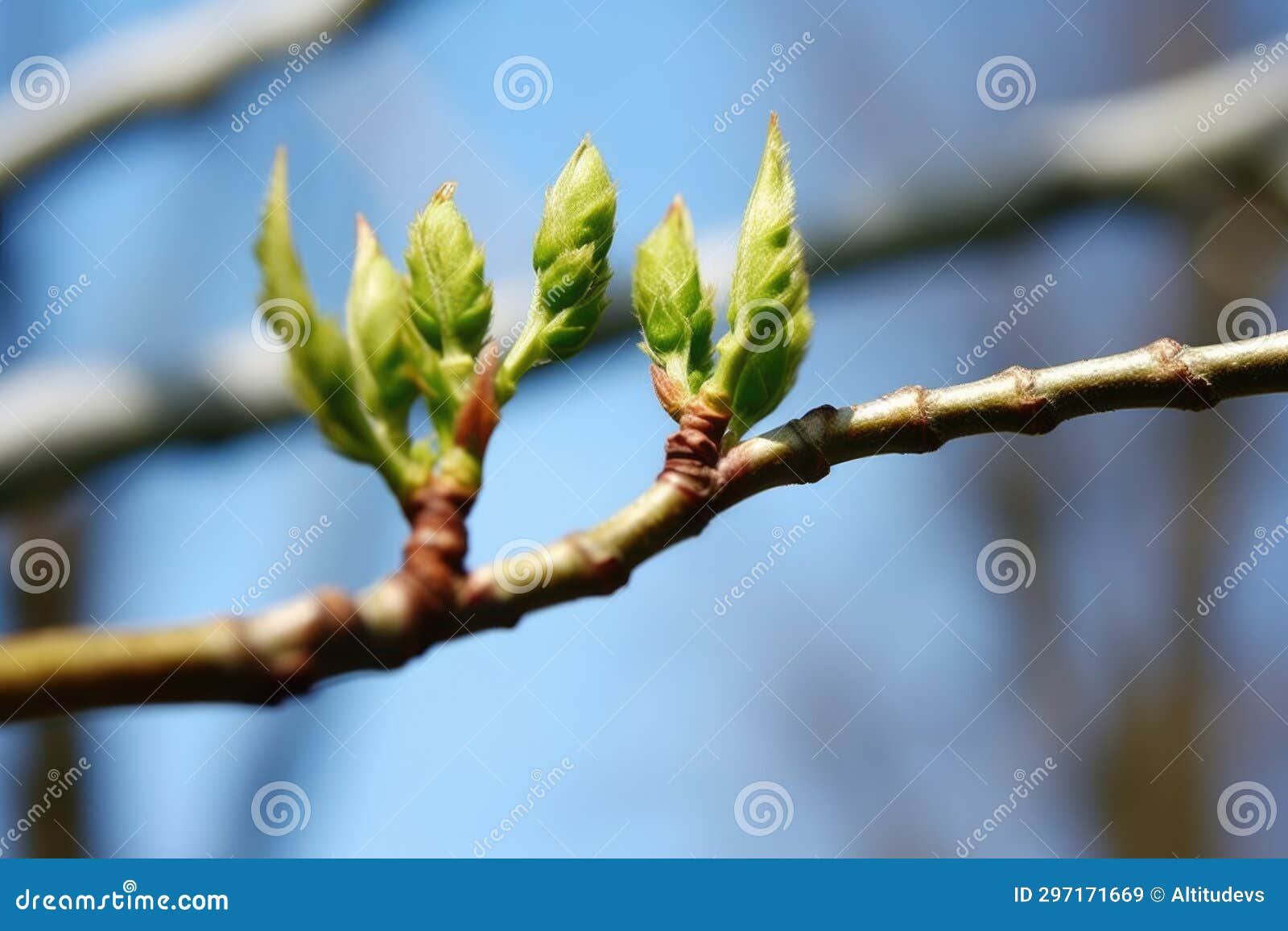 A Bud Sprouting on a Tree Branch Stock Image - Image of life, sprouting ...