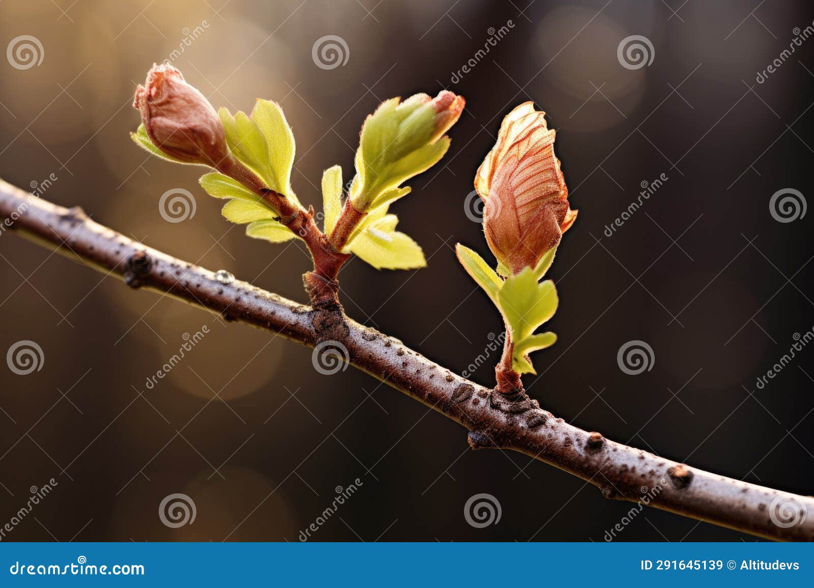 A Bud Sprouting on a Tree Branch Stock Image - Image of plant, nature ...