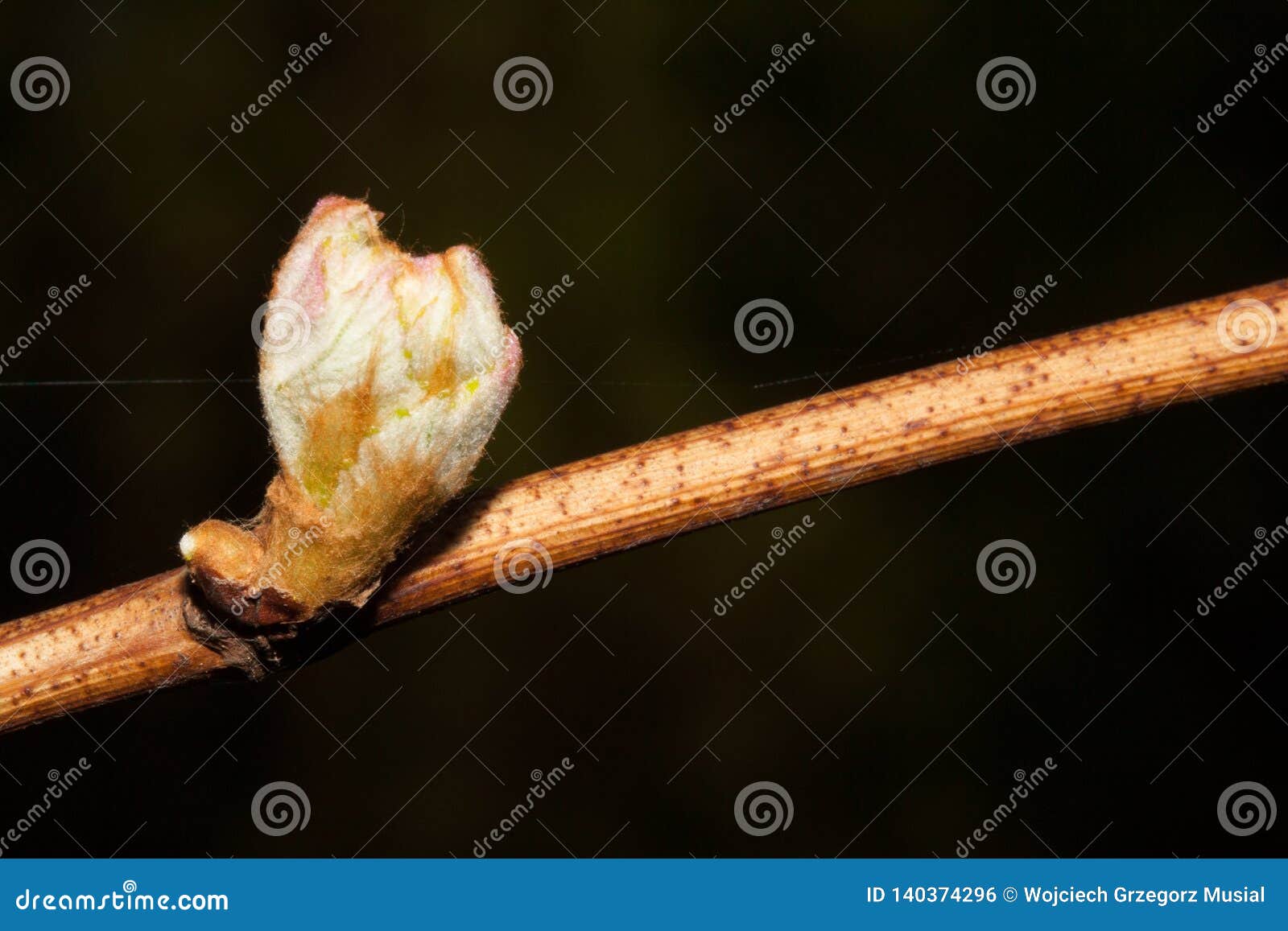 Bud On Straight Twig Of Currant Stock Photo - Image of twig, closeup ...