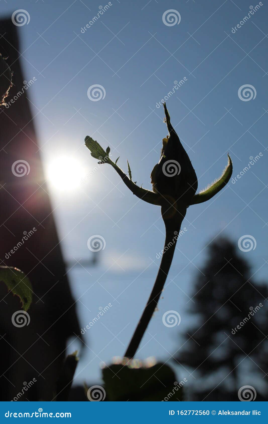 Bud in the sun stock photo. Image of offshoot, young - 162772560