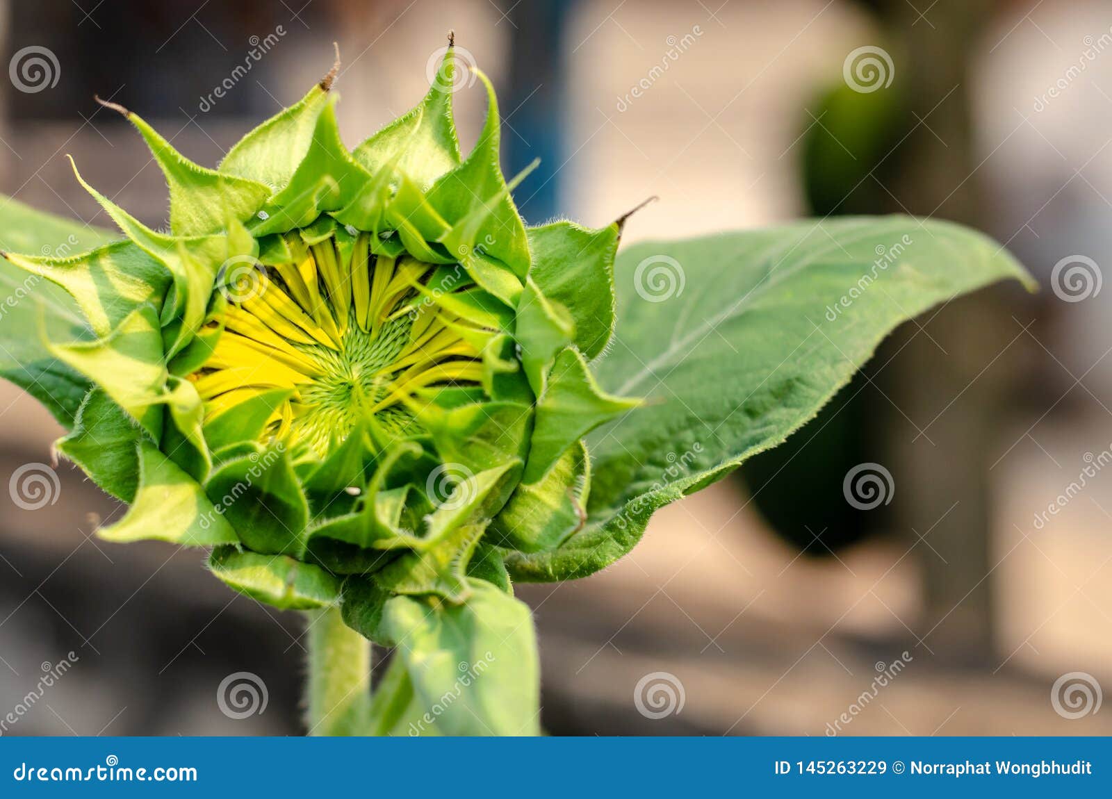 Bud Sunflower stock image. Image of flower, beautiful - 145263229