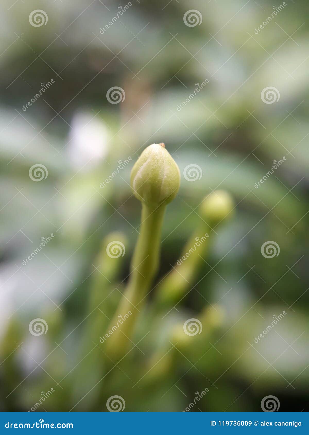 Bud stock image. Image of tiny, gardening, flower, sprouting - 119736009