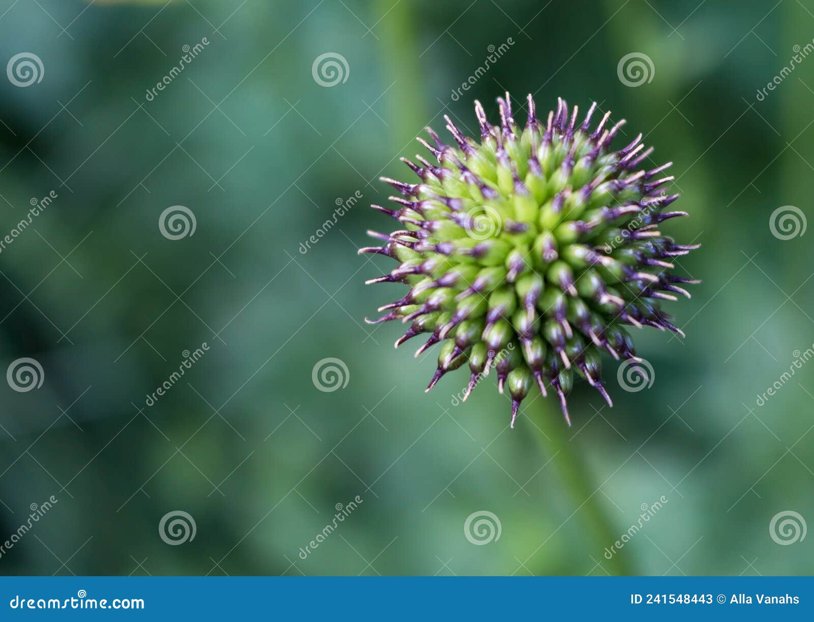 Bud top view stock image. Image of seed, bloom, spring - 241548443