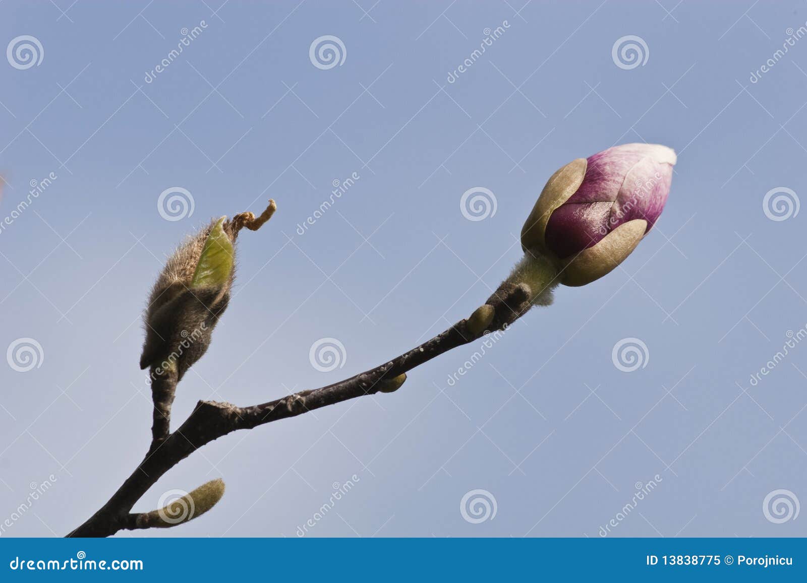 Bud of the tree stock image. Image of fresh, outdoor - 13838775