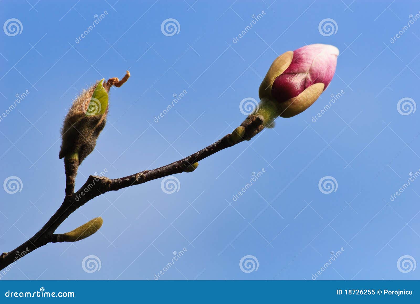 Bud of the tree stock image. Image of blooming, flower - 18726255