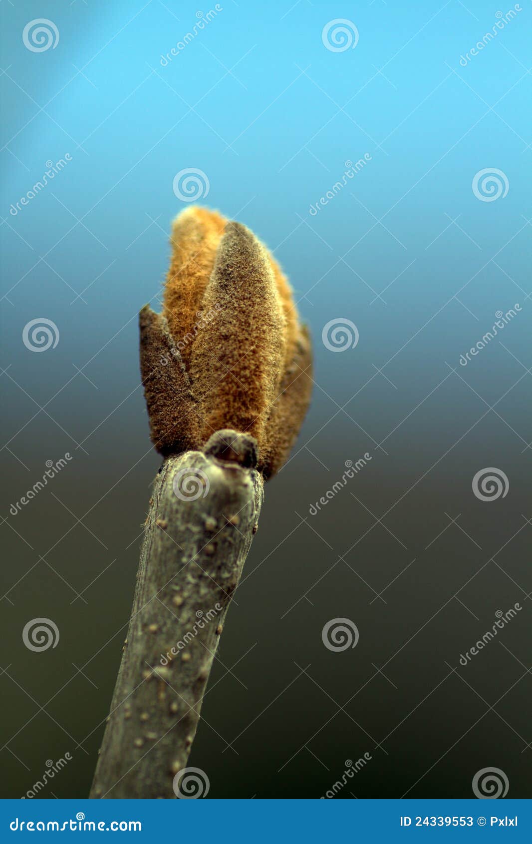 Bud of a tree stock image. Image of fresh, floral, growth - 24339553