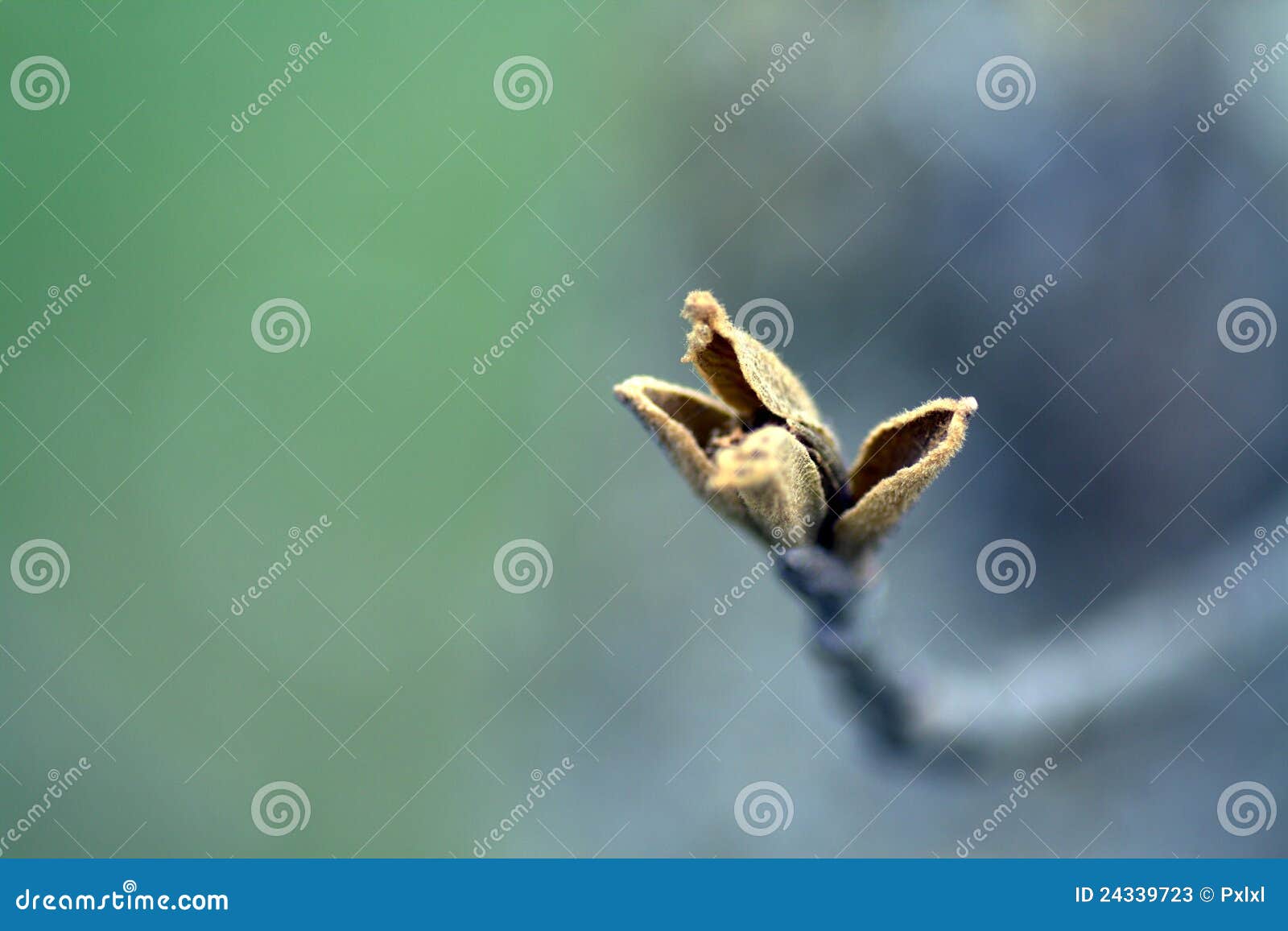 Bud of a tree stock image. Image of botanical, branch - 24339723
