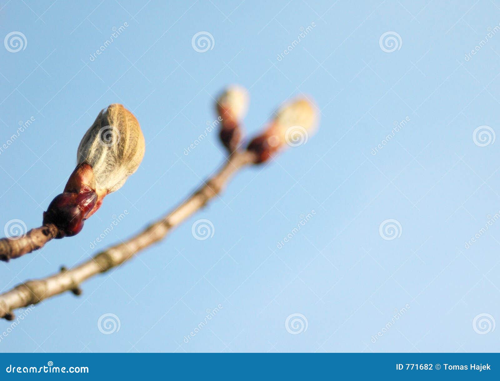 Bud Of Tree Picture. Image: 771682