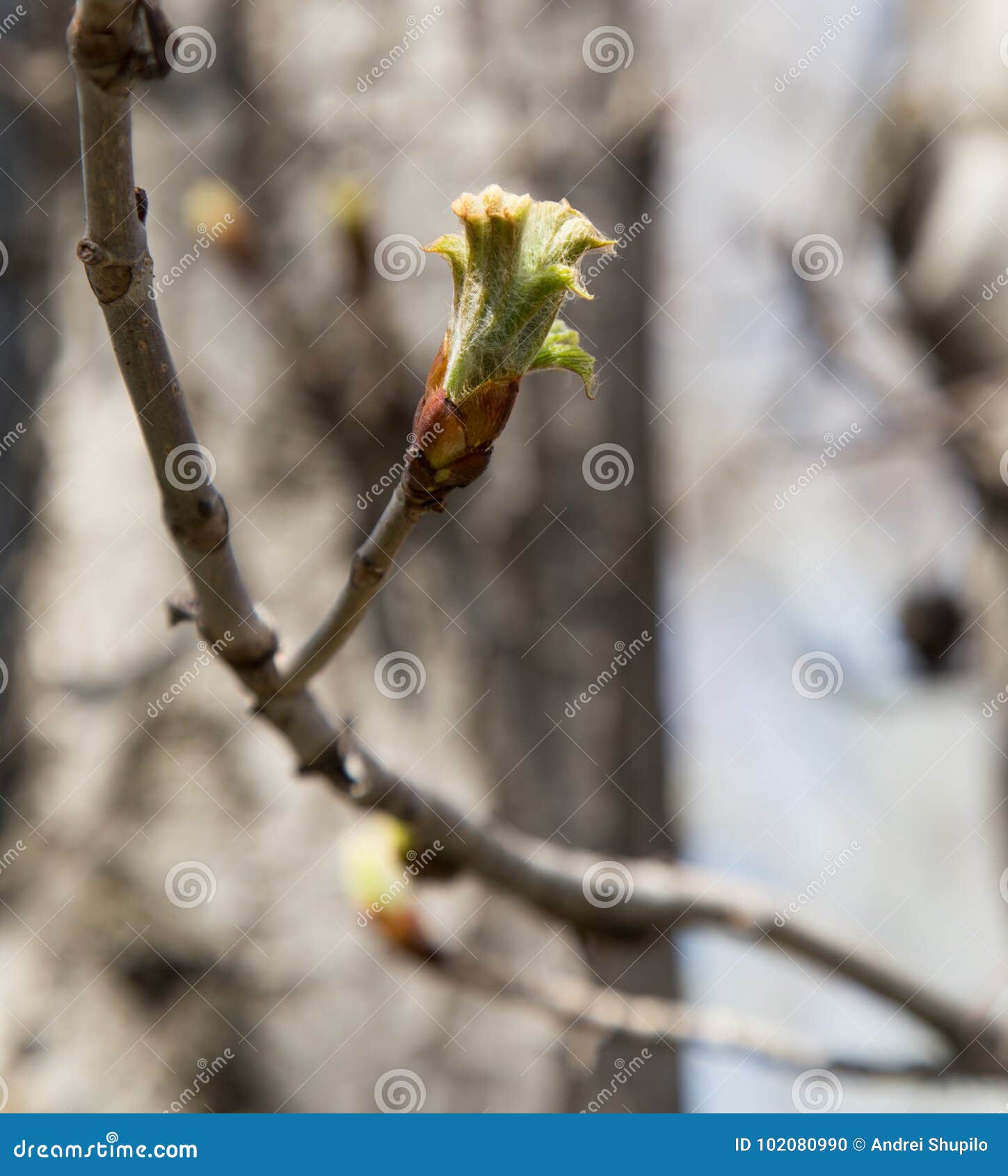 Bud on a Tree Branch in Nature Stock Photo - Image of natural, color ...
