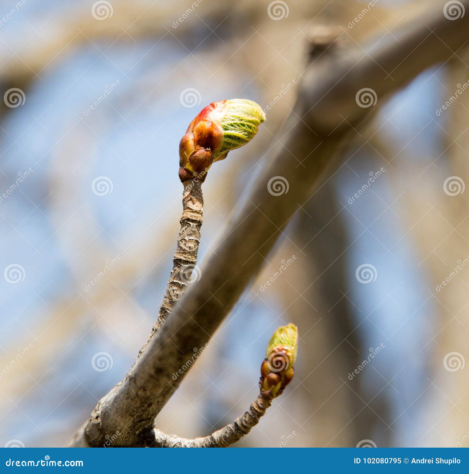 Bud on a Tree Branch in Nature Stock Image - Image of maple, natural ...